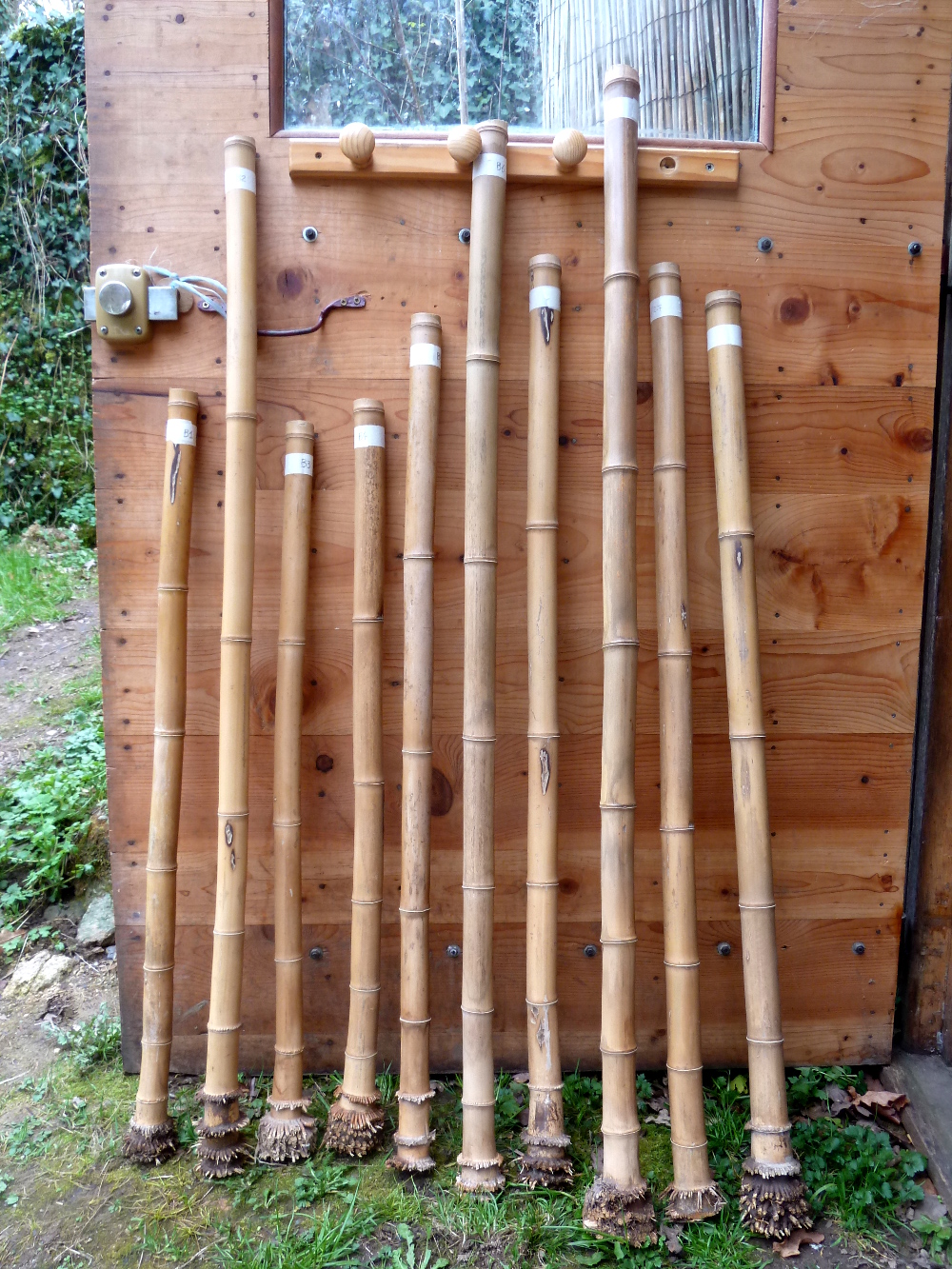 Bamboo for Shakuhachi making | Atelier Chikudo
